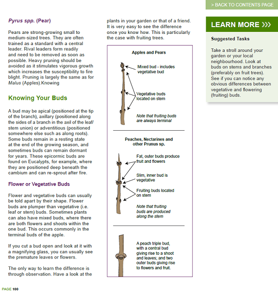 Pruning | Short Course